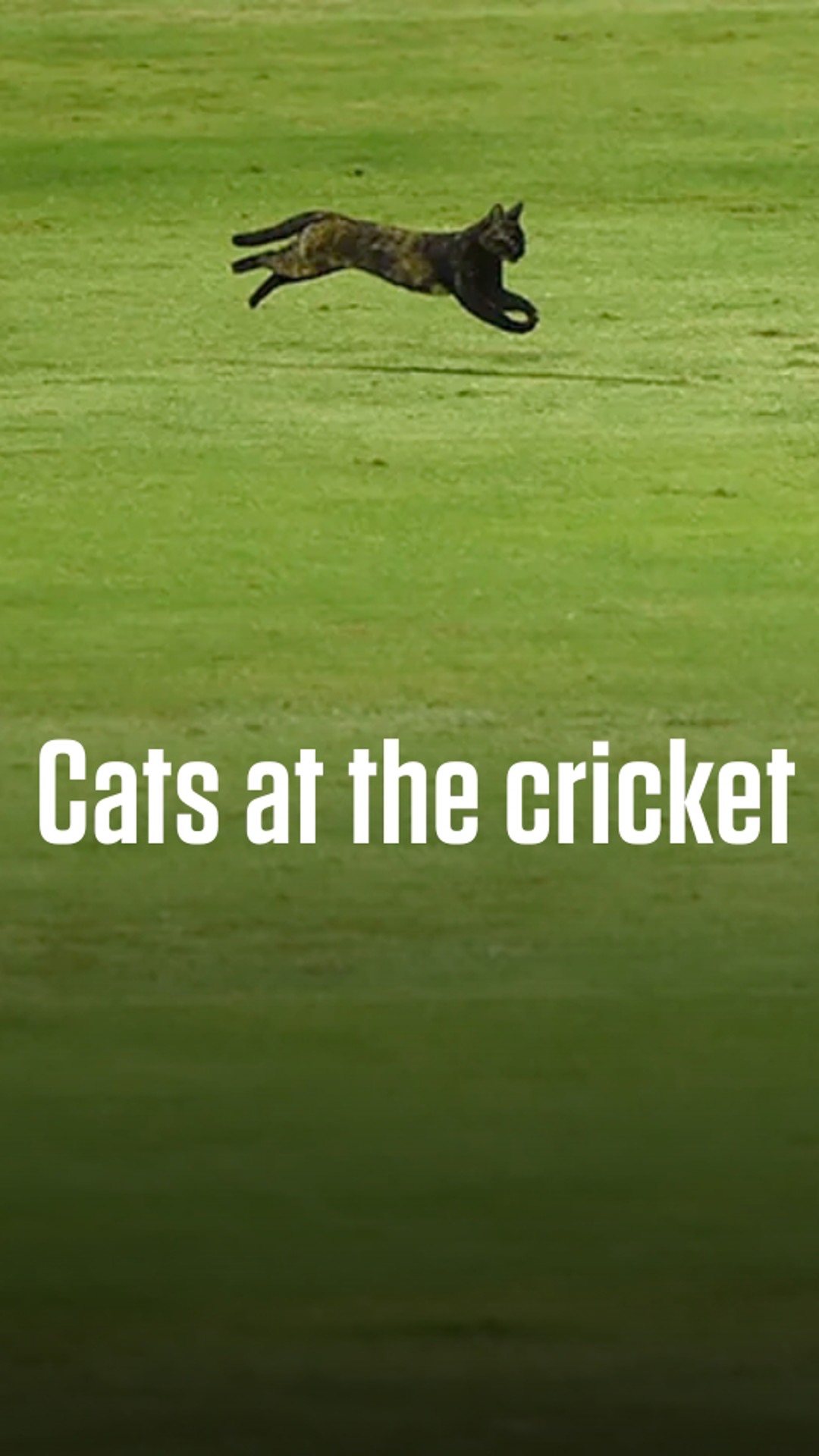 Cats at cricket grounds